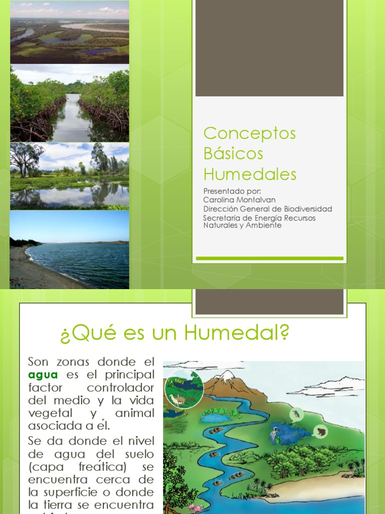 Conceptos Sobre Humedales | Ecosistema | Humedal