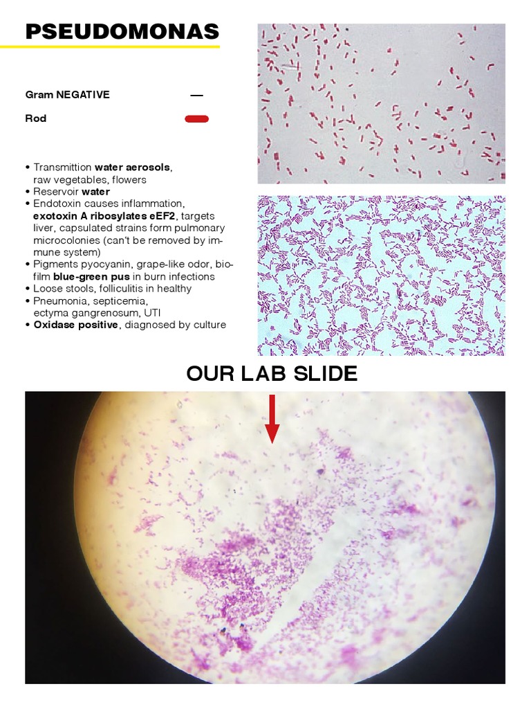 Pseudomonas: Our Lab Slide | PDF | Parasitism | Gram Negative Bacteria