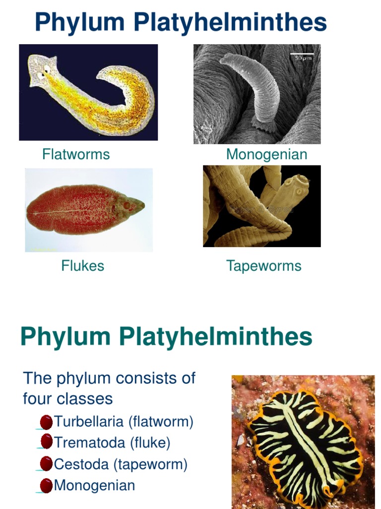 Platyhelminthes Tapeworm