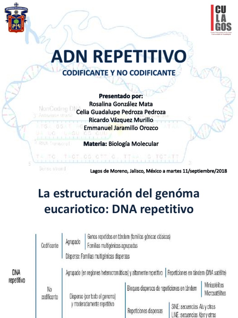 ADN Repetitivo: Codificante y No Codificante | PDF | Adn | Gene