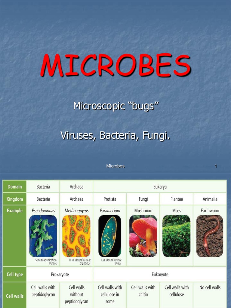 Microbes: Microscopic "Bugs" Viruses, Bacteria, Fungi | Download Free ...