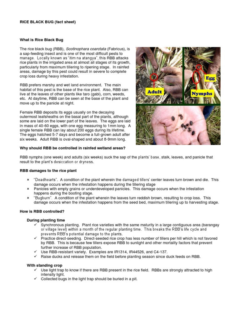 Rice Black Bug Fact Sheet | PDF | Rice | Insects