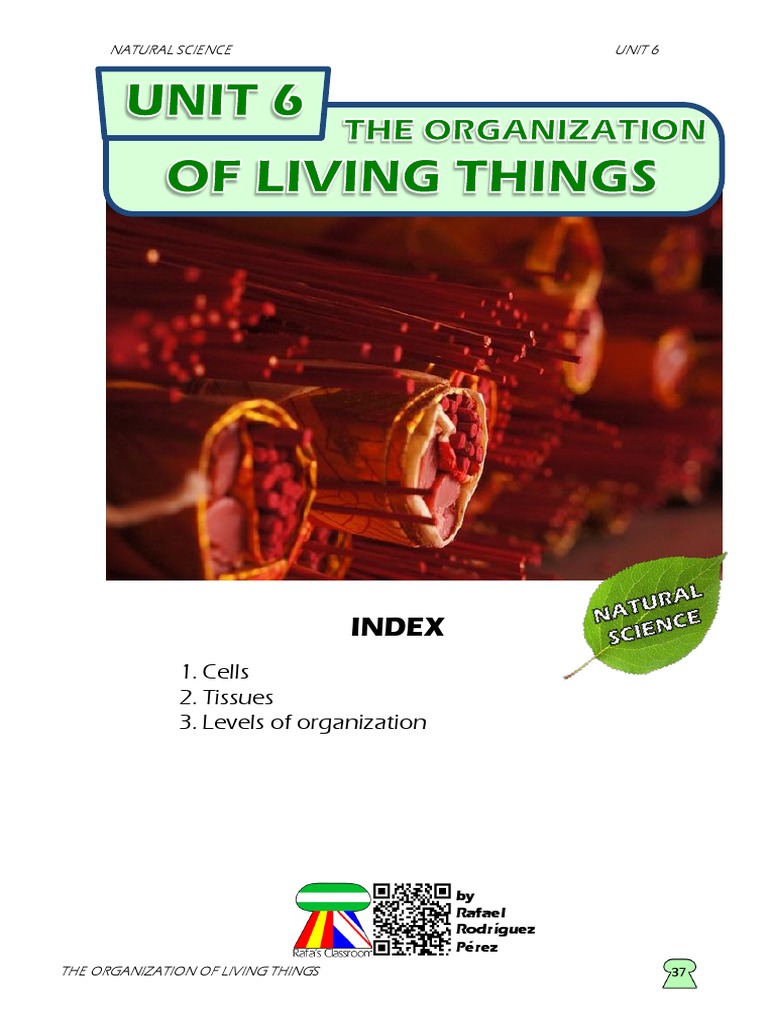 Organization of Living Things Explained | PDF | Tissue (Biology) | Cell ...