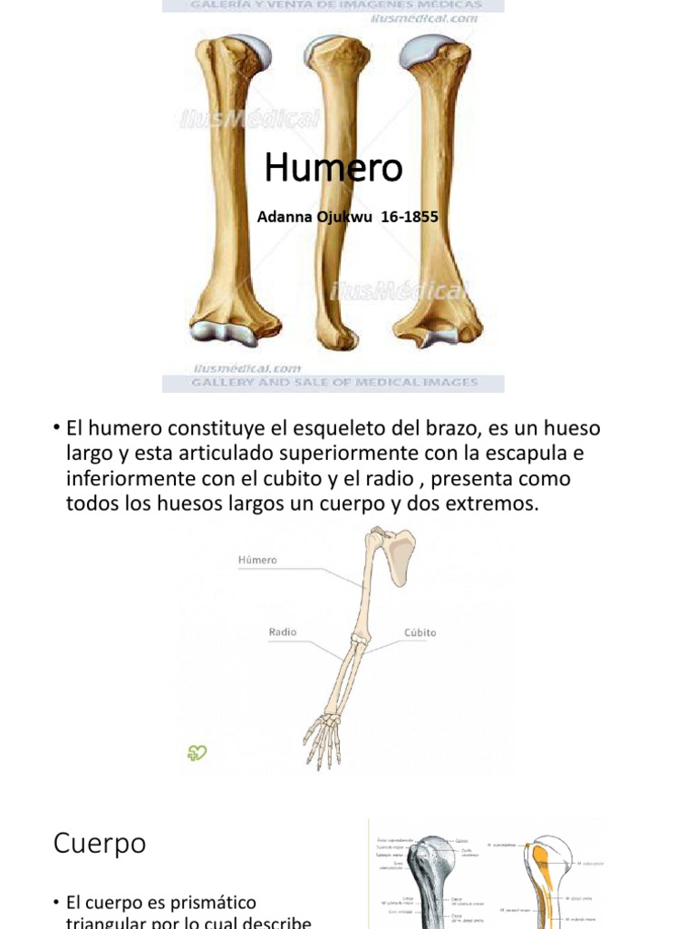 Humero | PDF | Sistema musculoesquelético | Extremidades (anatomía)