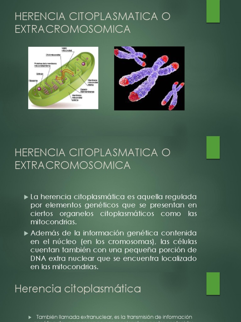 Herencia Extracromosomica | PDF | Mitocondria | Bioquímica