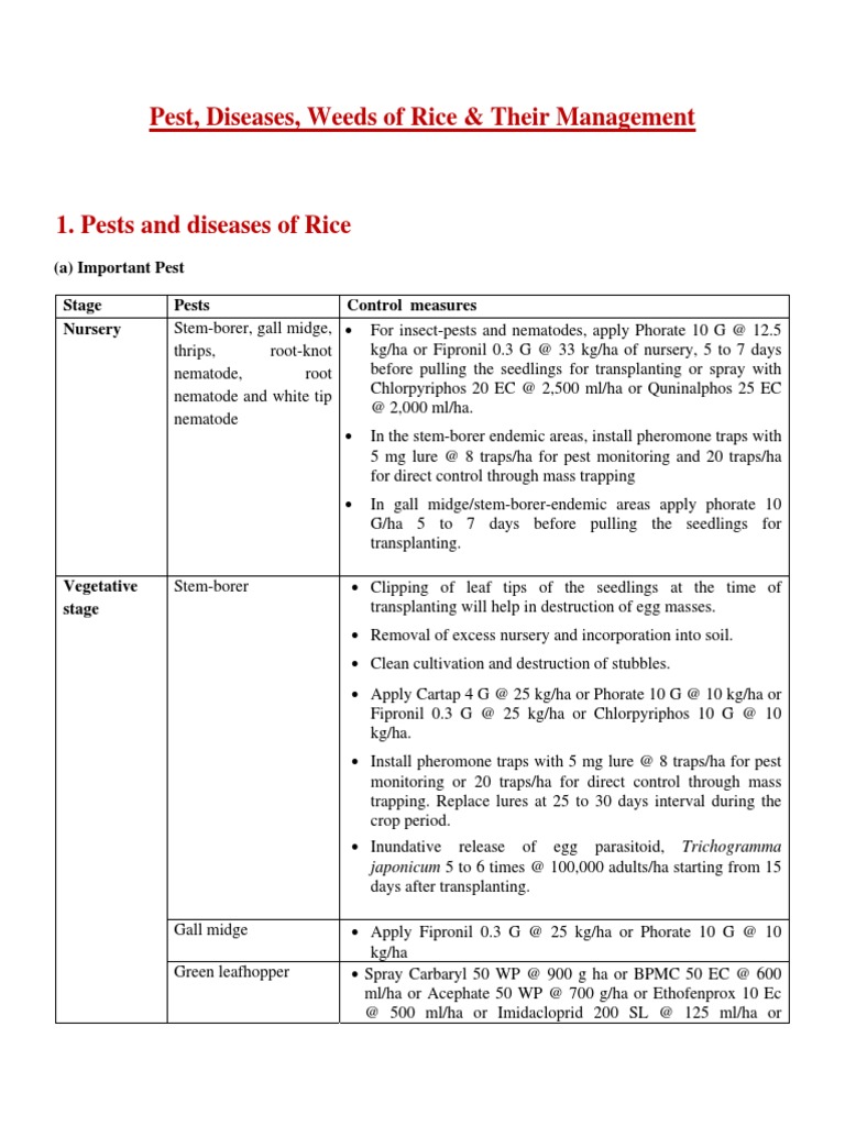 Pests and Diseases in Rice Farming | PDF | Rice | Plant Nursery