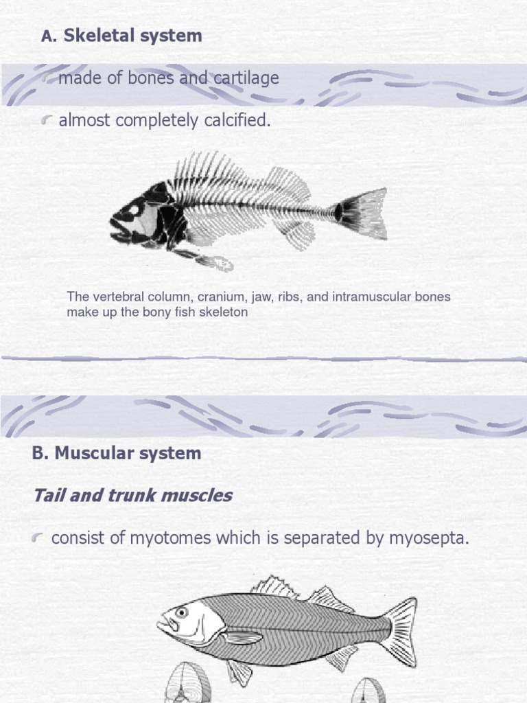 Made of Bones and Cartilage Almost Completely Calcified.: Skeletal ...