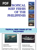 Common Edible Molluscs in the Philippines | PDF | Molluscs