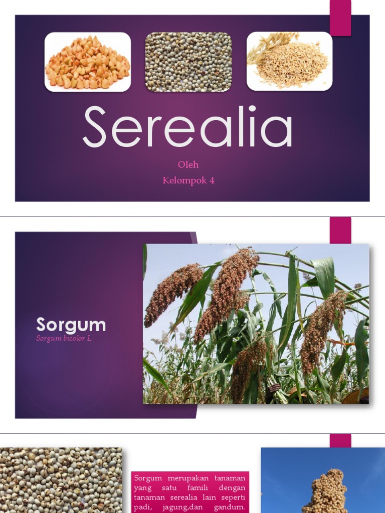 Serealia | PDF