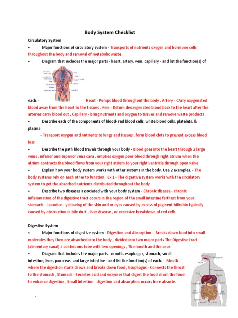 Body System Checklist | PDF | Digestion | Blood