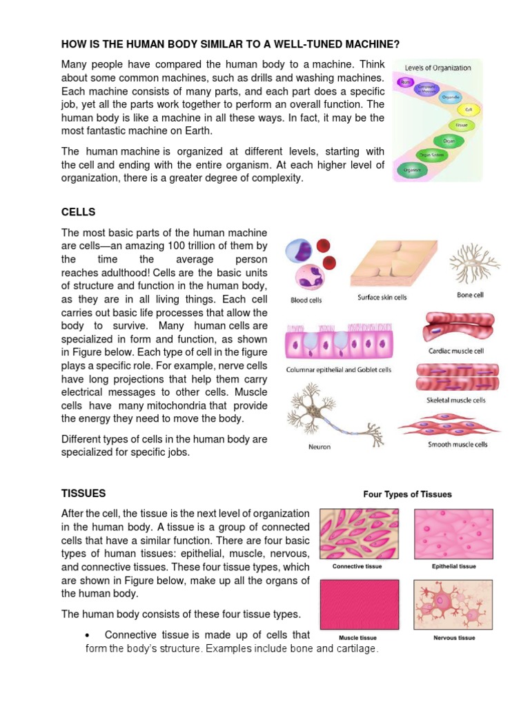 Human Body | PDF | Tissue (Biology) | Human Body