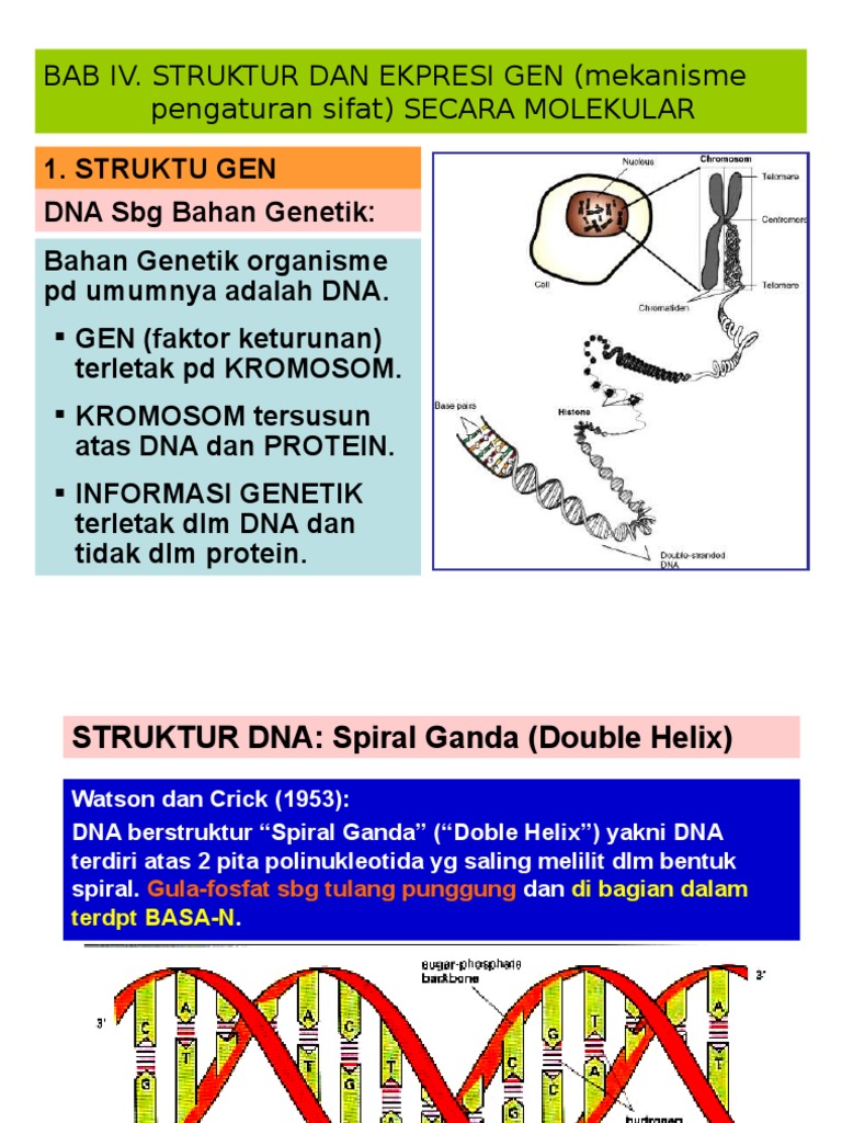 Struktur dan Ekspresi Gen dalam DNA | PDF | Kesehatan Holistik | Komputer