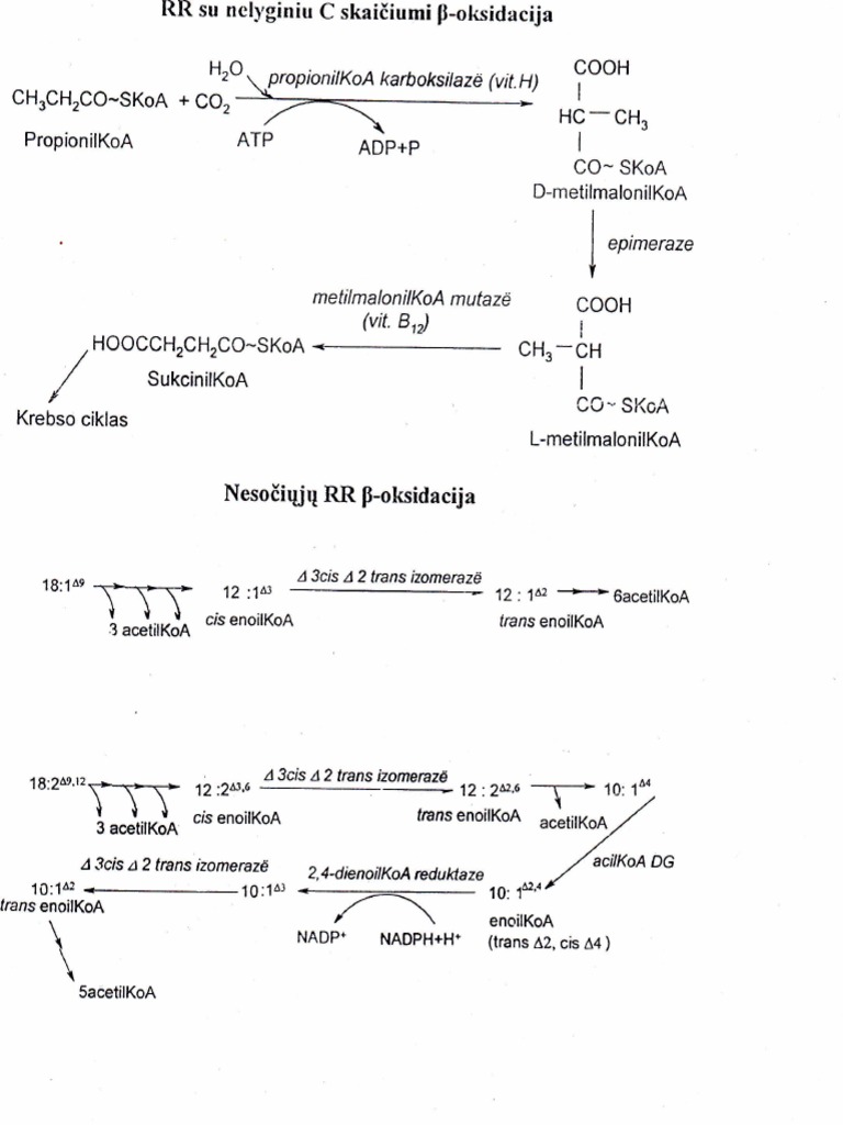 Biochemija Lipidai | PDF