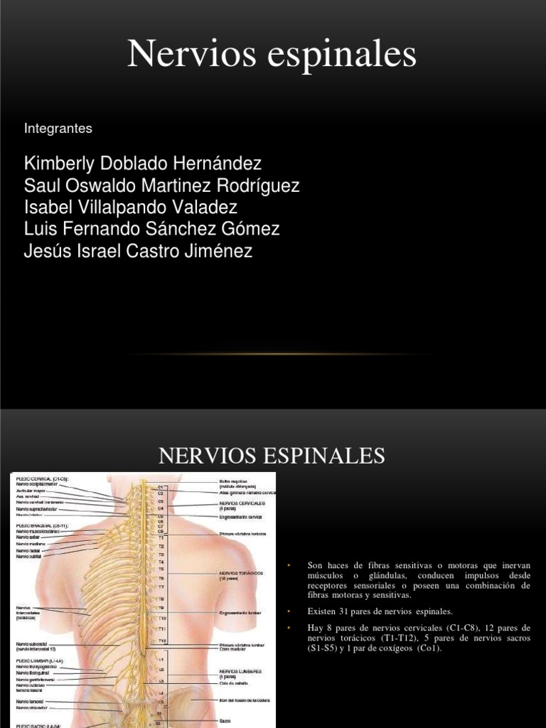 Nervios Espinales | PDF | Extremidades (anatomía) | Neuroanatomía