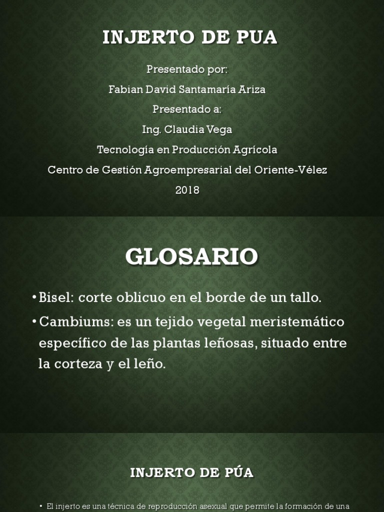 Injerto de Pua | PDF | Injerto | Tallo de la planta