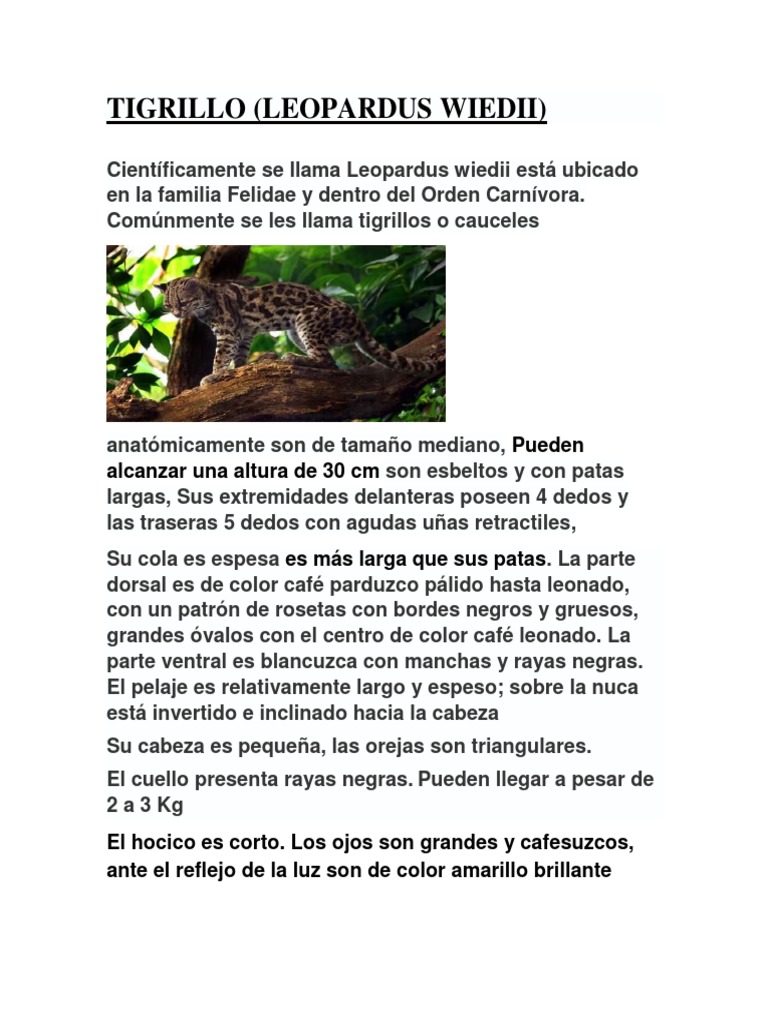 Tigrillo Dunia | PDF | Felidae | Organismos