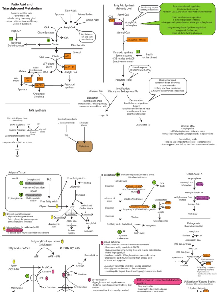 Biochemistry Final Review Outlines | PDF | Cholesterol | Fatty Acid