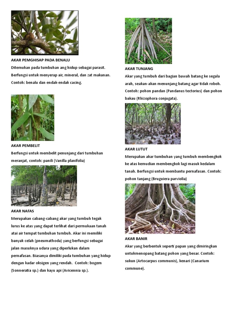 Jenis Akar | PDF | Sains & Matematika