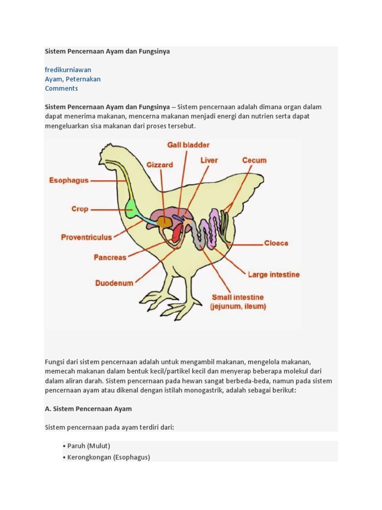 Sistem Pencernaan Ayam Dan Fungsinya | PDF