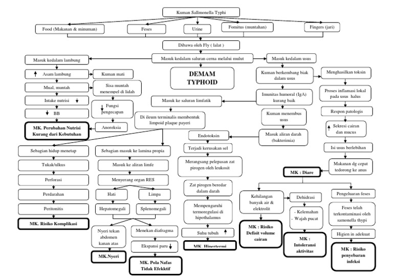 WOC Demam Typhoid | PDF