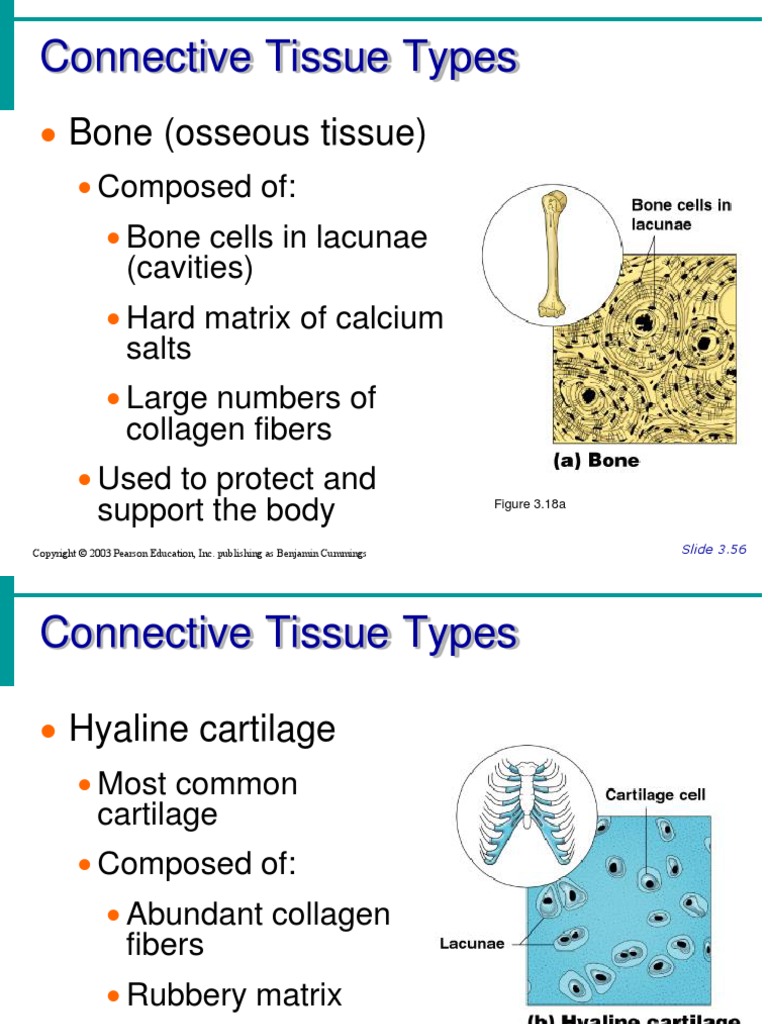 Tissues Presentation Unit One Part 2 | PDF | Tissue (Biology ...