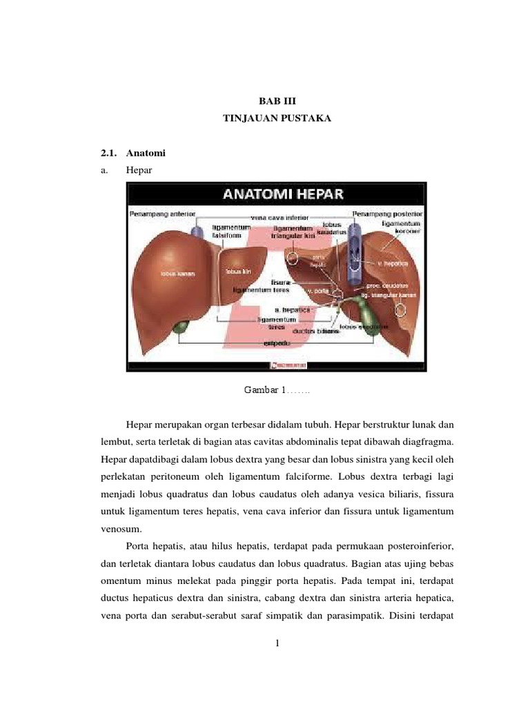 Anatomi dan Klasifikasi Batu Empedu | PDF
