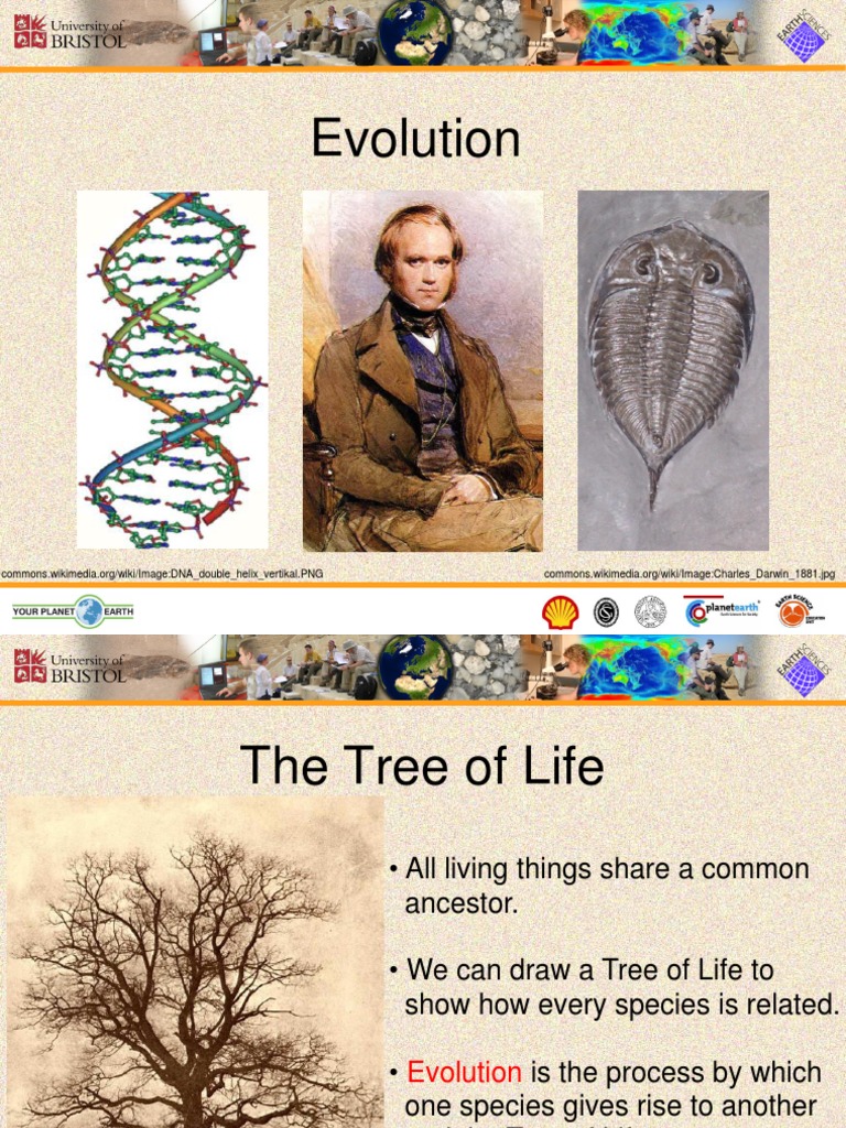 Evolution | PDF | Mutation | Natural Selection