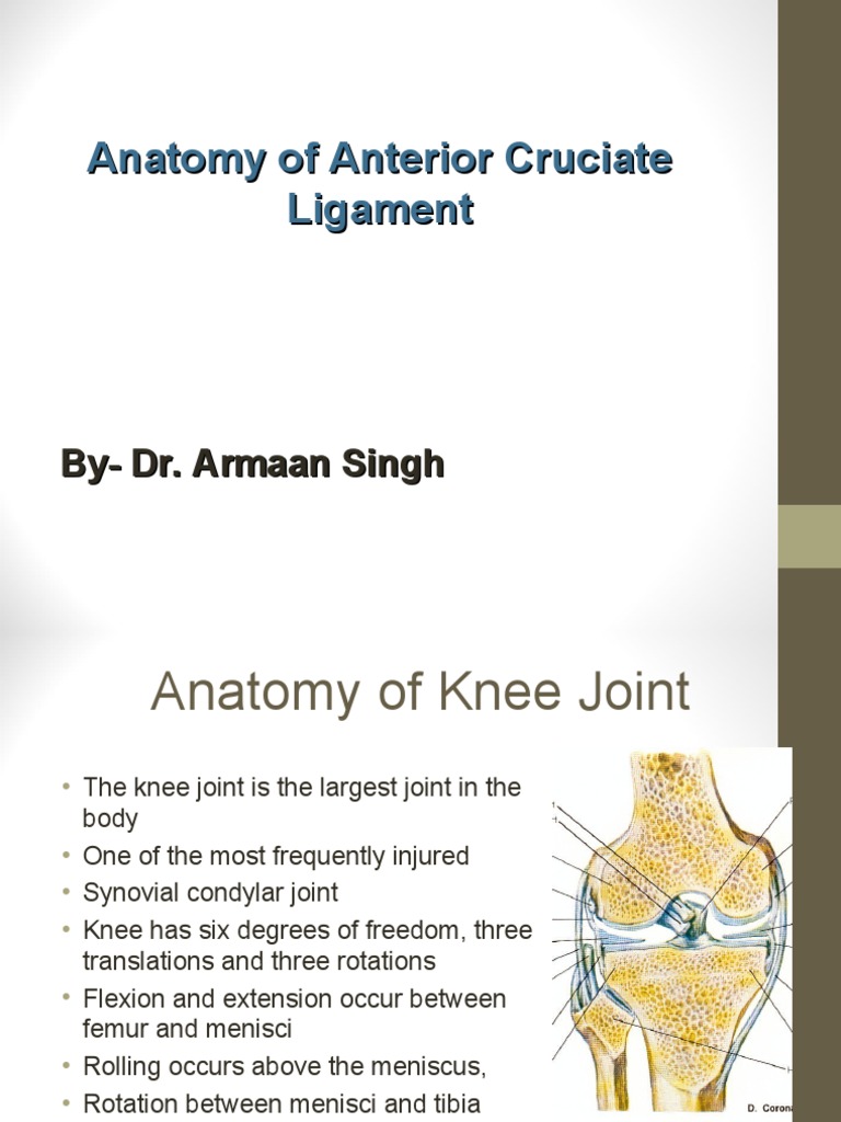 Anatomy of Anterior Cruciate Ligament | PDF | Knee | Musculoskeletal System