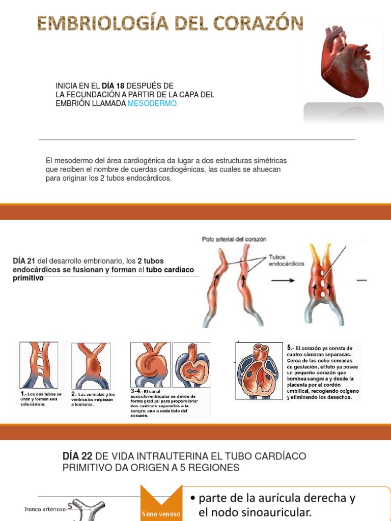 Embriologia de Corazon | PDF