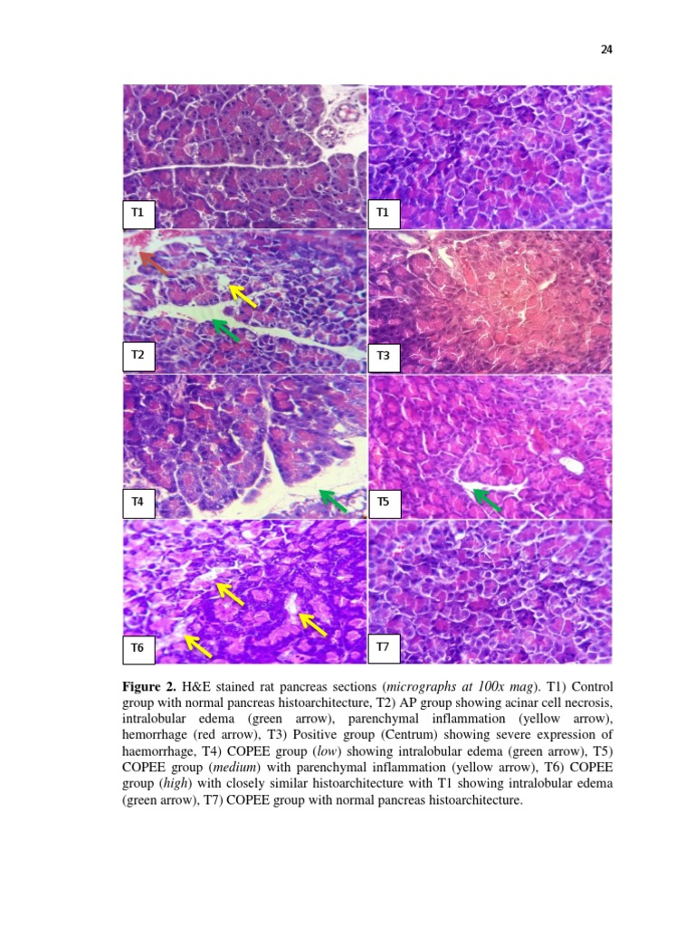 Histology Photo Paper | PDF