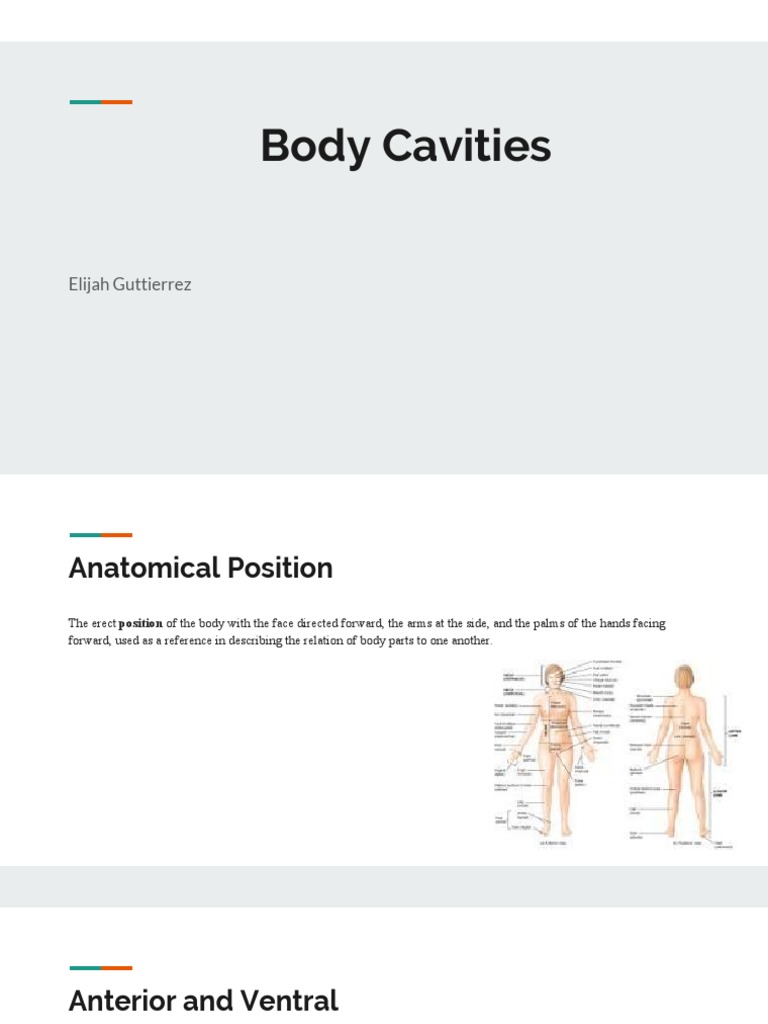 Body Cavities | PDF | Anatomical Terms Of Location | Vertebral Column
