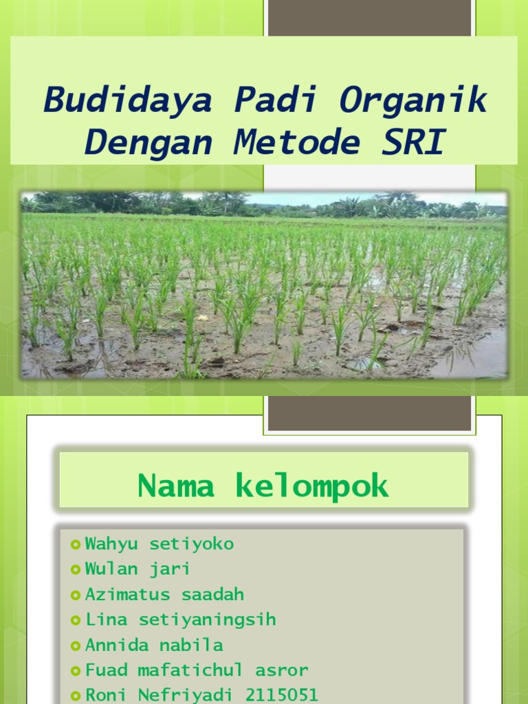 Budidaya Padi Organik Dengan Metode SRI | PDF