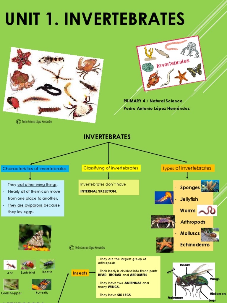 Unit 1 Invertebrates 1 PDF | PDF | Invertebrate | Mollusca