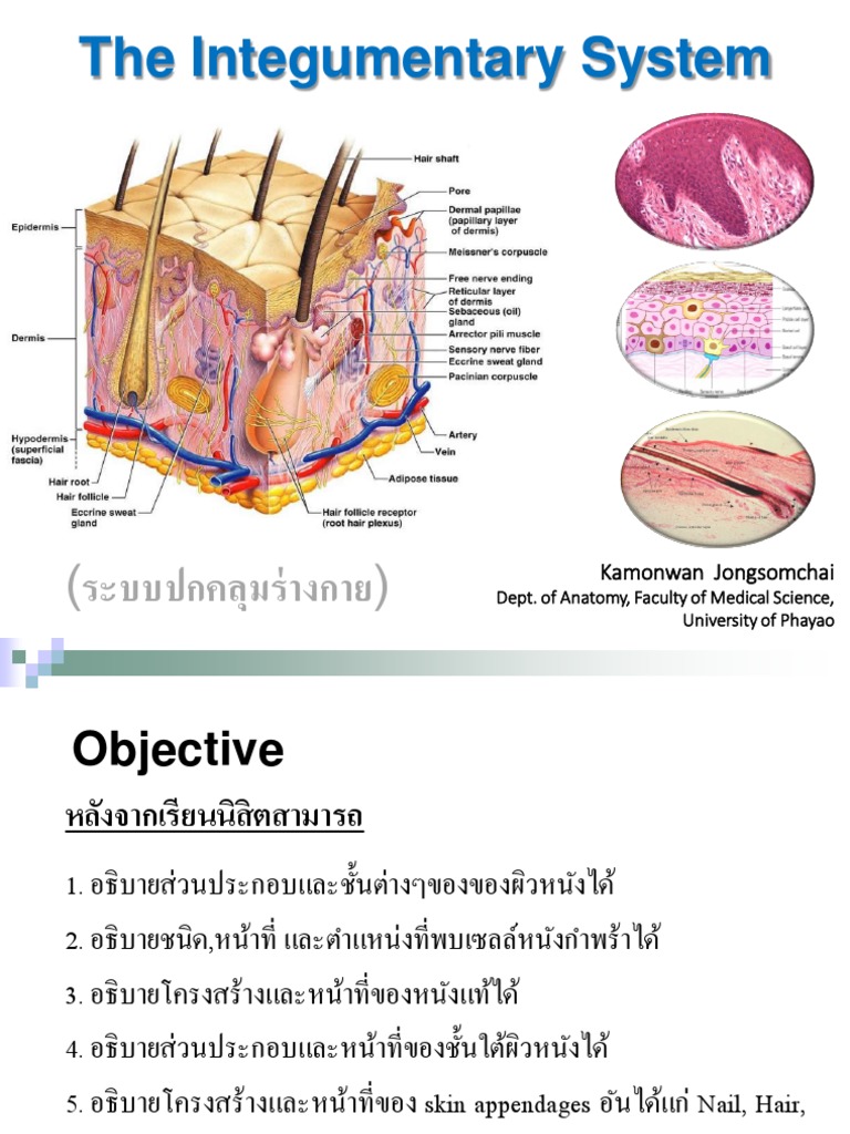 The Integumentary System of Basic Anatomy 2018 | PDF
