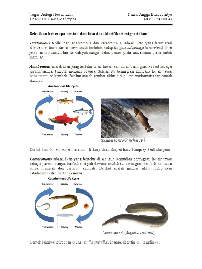 Klasifikasi Migrasi Ikan PDF | PDF