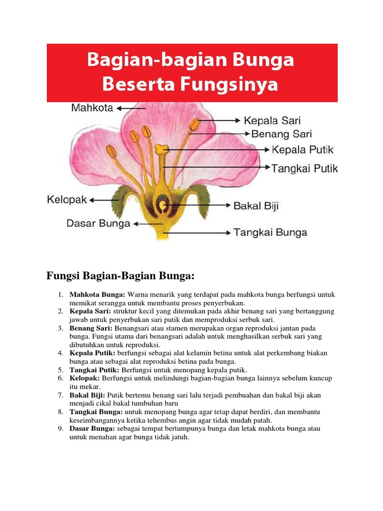 Fungsi Bagian-Bagian Bunga secara Lengkap | PDF | Sains & Matematika