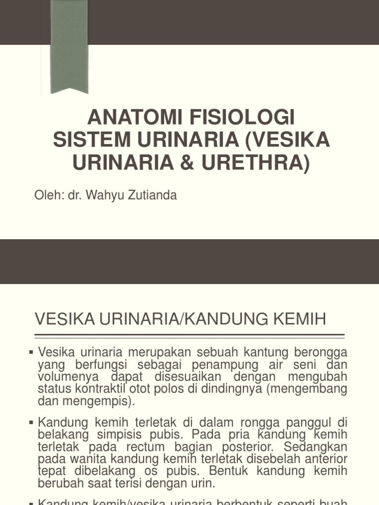 Anatomi Fisiologi Sistem Urinaria (Vesika Urinaria & Ureter) | PDF