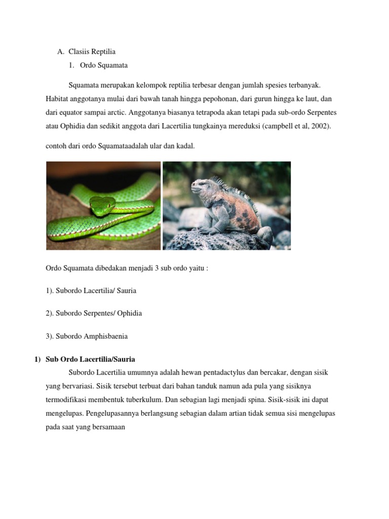 Ciri dan Klasifikasi Ordo Squamata | PDF