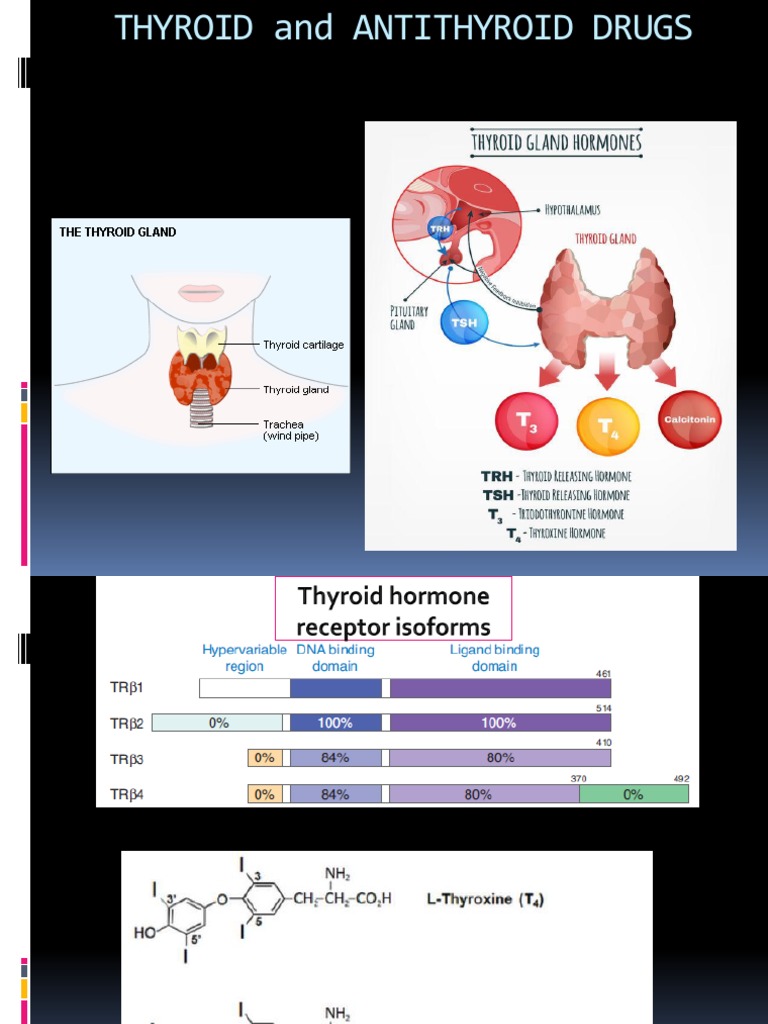 Thyroid Disorders and Treatment Options | PDF | Hyperthyroidism | Thyroid