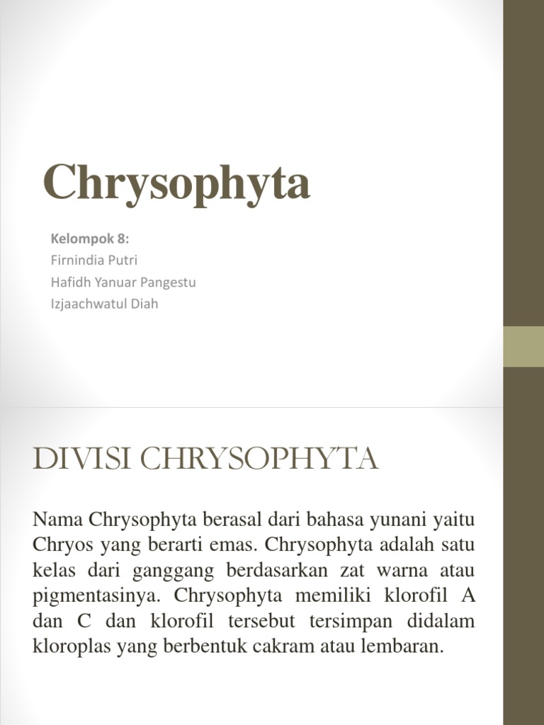 Chrysophyta | PDF