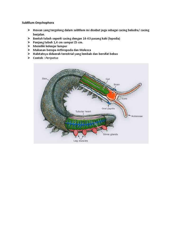 Subfilum Onychophora: Cacing Beludru | PDF