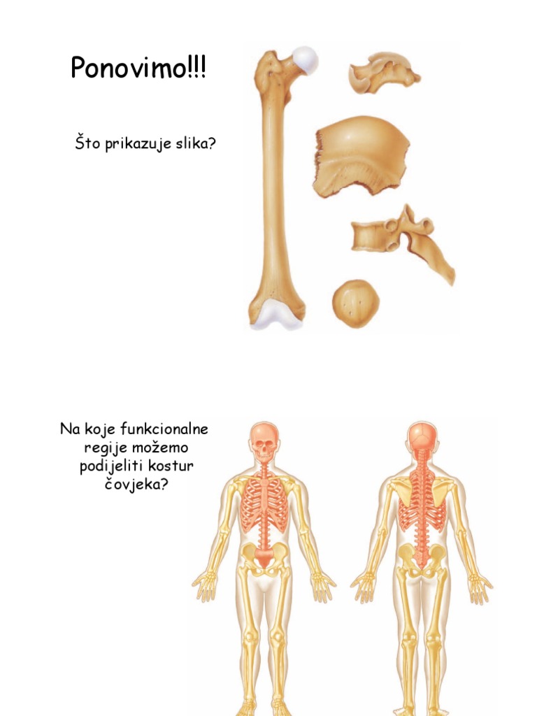 Građa Kosti PDF | PDF