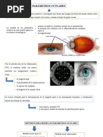 Anatomía y Patología de La Papila Óptica | PDF | Retina | Ojo humano