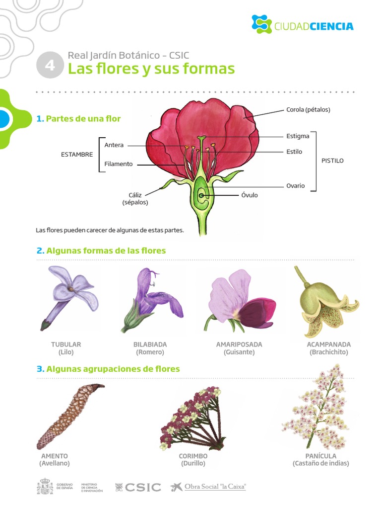 Forma de Las Flores | PDF