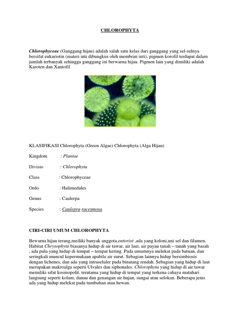 Klasifikasi dan Ciri Alga Hijau Chlorophyta | PDF