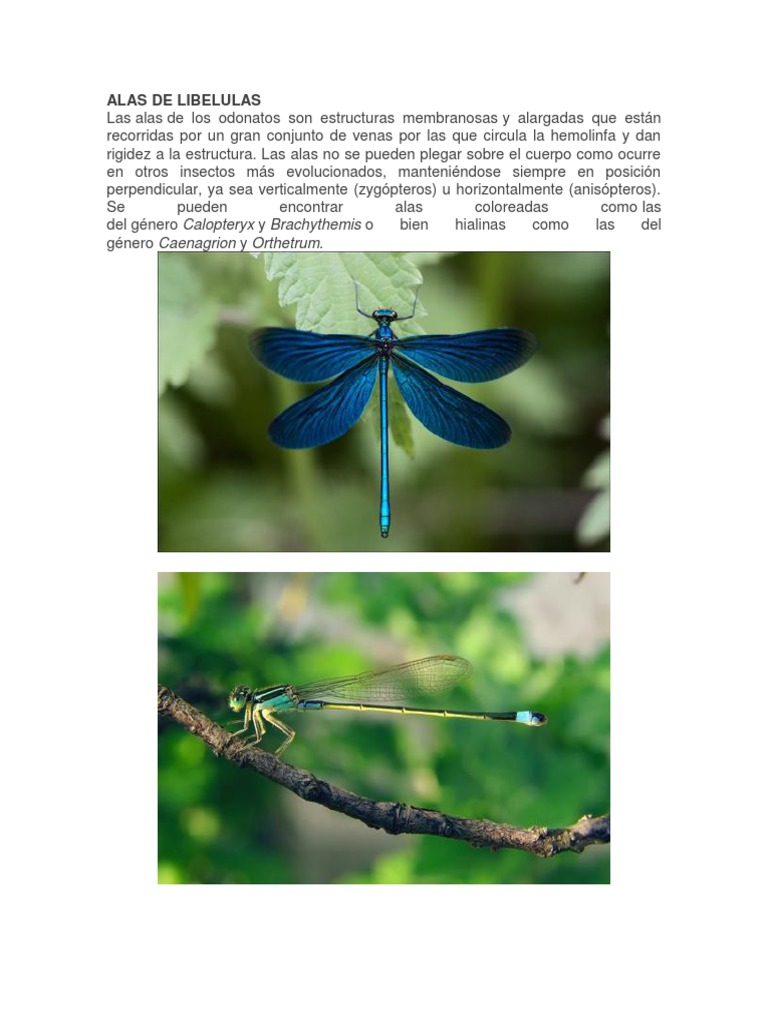 Alas de Libelulas | PDF | Libélula | Ala