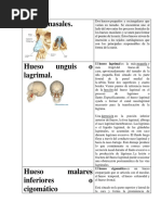 Region Cigomatica | PDF | Anatomia animal | Sistema esquelético