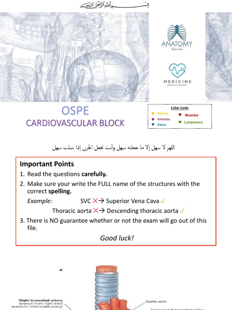 Anatomy Ospe PDF | PDF | Common Carotid Artery | Aorta