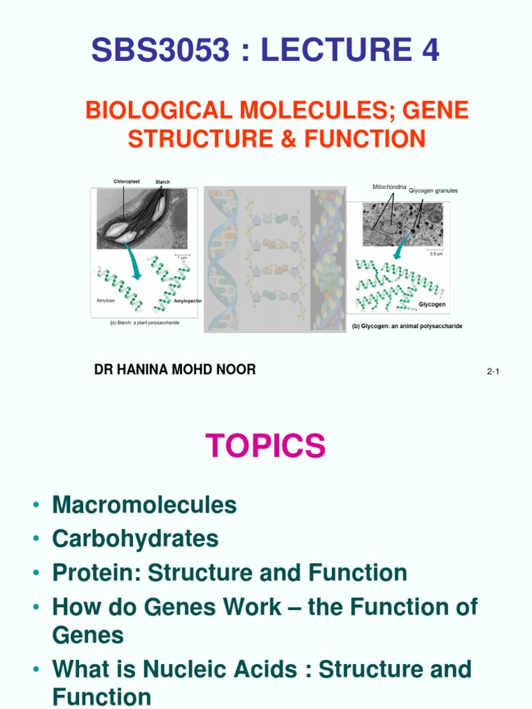 Lecture 4 (Cell Mol Biology - Biological Molecules - Gene Structure ...