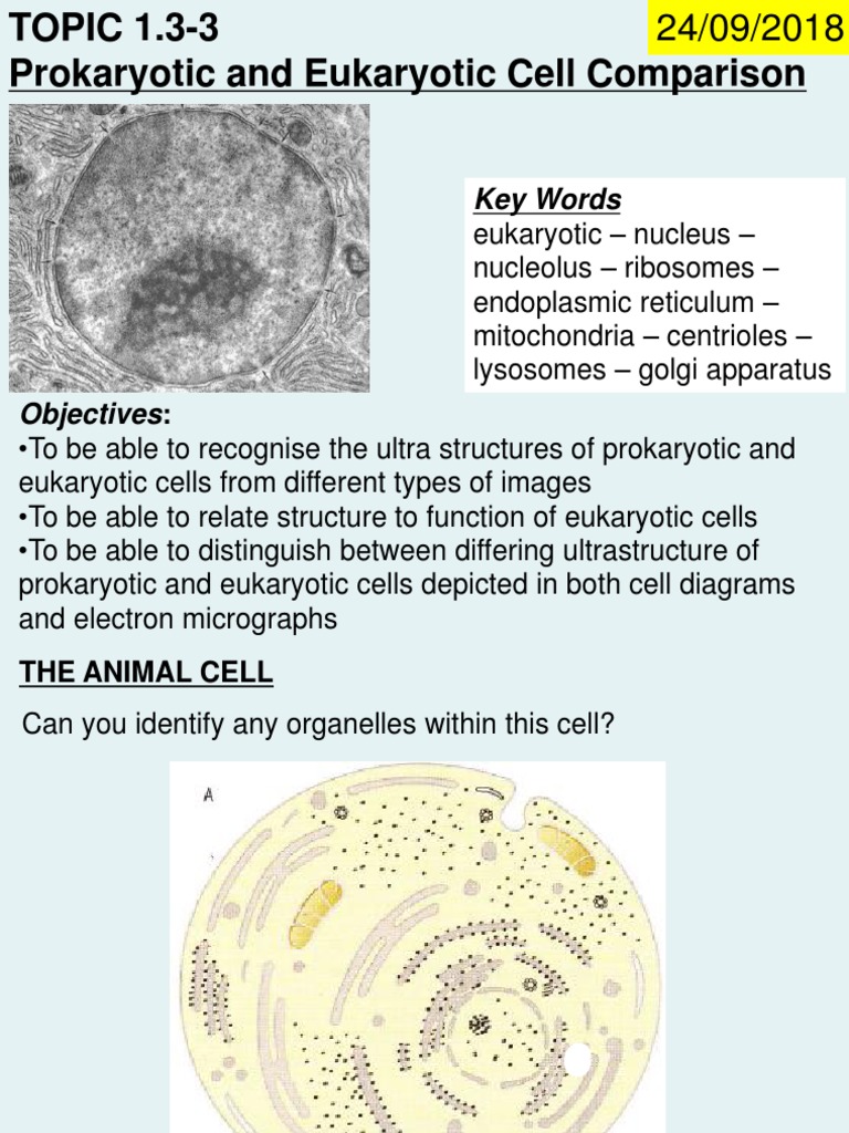 1.3-3a Prokaryotic and Eukaryotic Comparison | Eukaryotes | Cell (Biology)